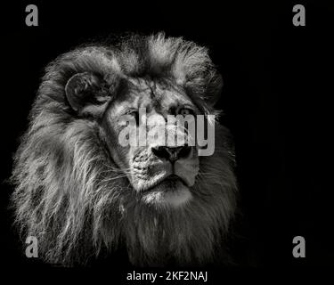 Der Löwe ist eine gut bemuskelte Katze mit einem langen Körper, einem ...