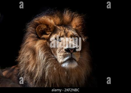 Der Löwe ist eine gut bemuskelte Katze mit einem langen Körper, einem ...