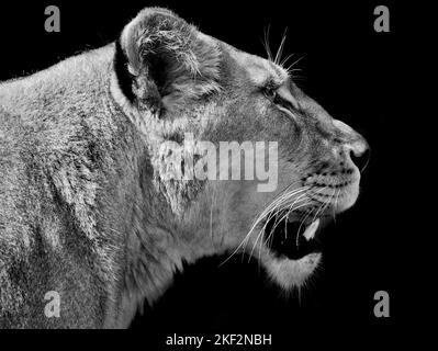 Der Löwe ist eine gut bemuskelte Katze mit einem langen Körper, einem ...