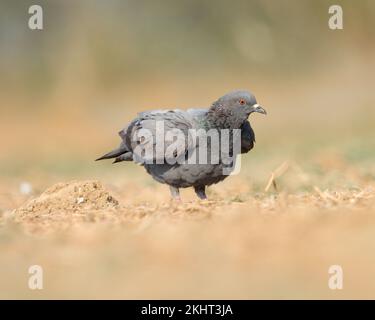 Felsentaube, Felsentaube, gewöhnliche Taube auf dem Boden. Columba ...