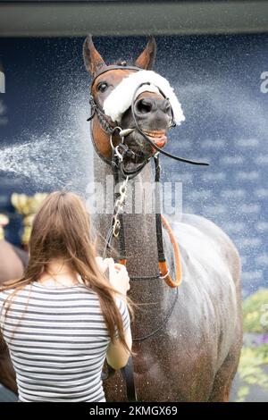 Eine Vertikale, in der ein Mädchen ihr Pferd wäscht, ein Pferd unter ...