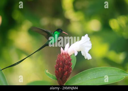 Ein Doctor Bird oder Wimpelschwanz (Trochilus polytmus), Hummingbird ...