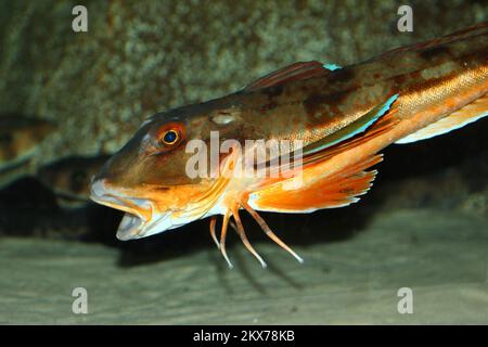 Tub Gurnard / Sapphirine Gurnard / Tube-Fish / Tubbfish / Yellow ...