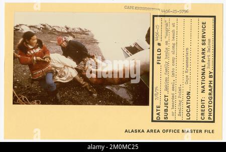 Die Eskimo-Familie schleppt einen „Ougruk“ oder einen bärtigen Robben ...
