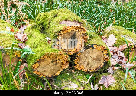 Orangenpilz, der auf einem Sägeblatt im Tarr Steps Woodland National ...