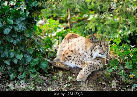 Eurasischer Luchs oder nördlicher Luchs (lateinischer Luchs), in ...