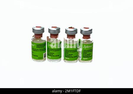 Kairo, Ägypten, Dezember 8 2022: Zylexis-Impfstoff zur Vorbeugung und ...