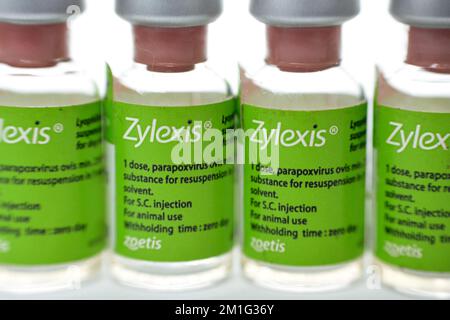 Kairo, Ägypten, Dezember 8 2022: Zylexis-Impfstoff zur Vorbeugung und ...
