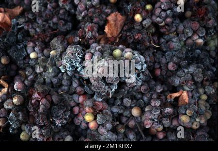 13. Dezember 2022, Bayern, Würzburg: Eine Erntemaschine erntet ...