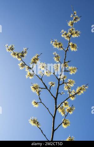 Die Blüte des Hamamelis intermedia im Frühjahr. Hamamelis hat im ...
