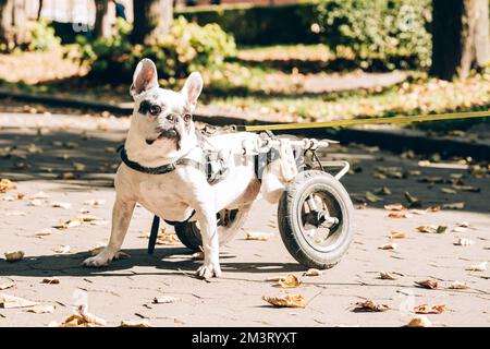 Mobilitätsprobleme des Hundes. Behinderte gelähmte französische ...