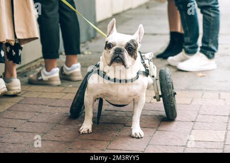 Mobilitätsprobleme des Hundes. Behinderte gelähmte französische ...