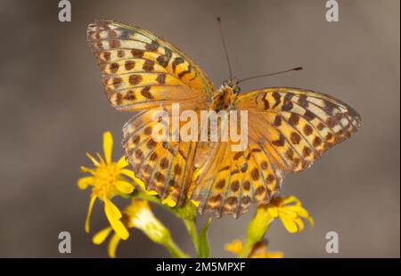 Butterfly, bekannt als La pafia oder Spanish Tobacco oder Fritillaria ...