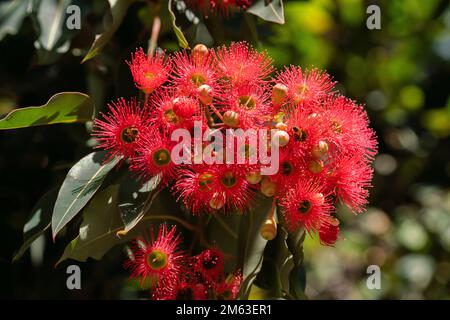 3. Januar 2023: Ein Haufen leuchtend roter blühender Eukalyptusblüten ...