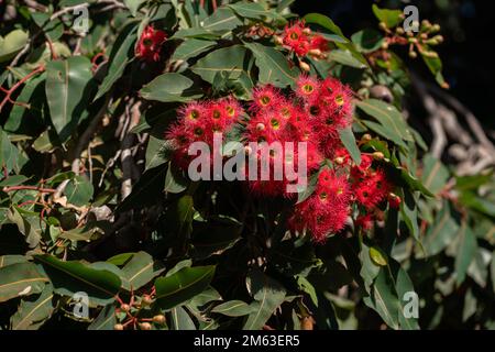 3. Januar 2023: Ein Haufen leuchtend roter blühender Eukalyptusblüten ...