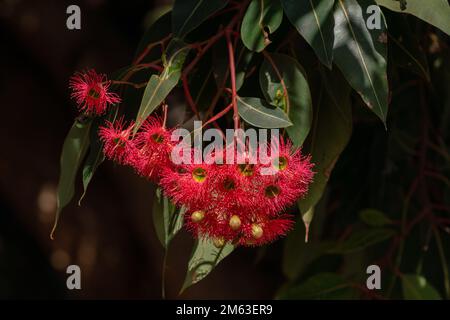3. Januar 2023: Ein Haufen leuchtend roter blühender Eukalyptusblüten ...