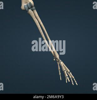 Im menschlichen Arm ist die Trochlea humeri der mediale Teil der ...