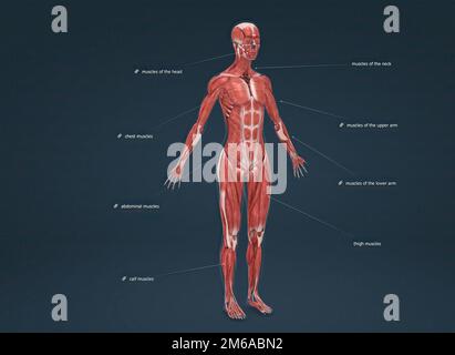 Anatomie des weiblichen menschlichen Muskelsystems 3D-Darstellung Stockfotografie - Alamy