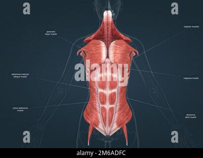 Zu den Muskeln des Rumpfes gehören jene, die die Wirbelsäule bewegen ...