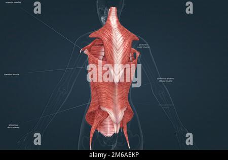 Zu den Muskeln des Rumpfes gehören jene, die die Wirbelsäule bewegen ...