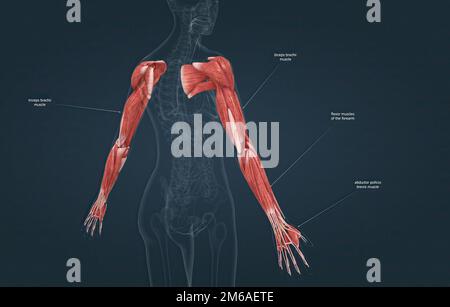 Die Muskeln, die den Unterarm bewegen, befinden sich entlang des ...