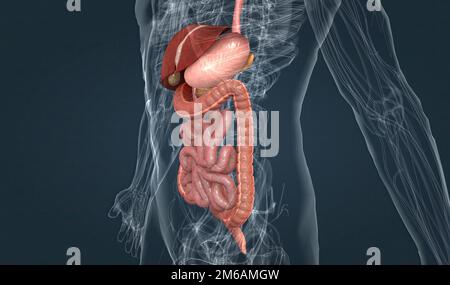 Das Verdauungssystem besteht aus dem Magen-Darm-Trakt, der Leber, der ...