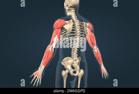 Die Muskeln, die den Unterarm bewegen, befinden sich entlang des ...