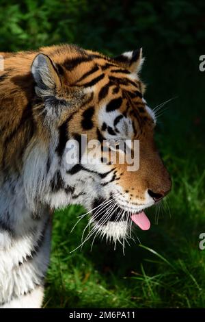 Ein männlicher Amur Tiger im Dartmoor Zoo, Devon Stockfotografie - Alamy