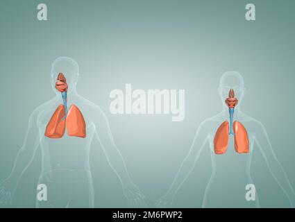 Das Atmungssystem ist das Netzwerk von Organen und Geweben, die Ihnen ...