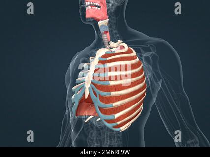 Das Zwerchfell ist ein dünner Skelettmuskel, der unten am Brustkorb ...