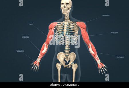 Die Muskeln, die den Unterarm bewegen, befinden sich entlang des ...