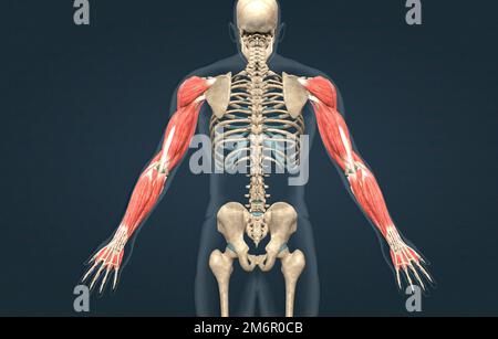 Die Muskeln, die den Unterarm bewegen, befinden sich entlang des ...