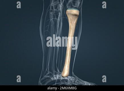In der menschlichen Anatomie ist die Tibia der zweitgrößte Knochen nach ...