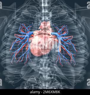 Die Blutgefäße des Lungenkreislaufs sind die Pulmonalarterien und die ...