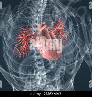 Die Blutgefäße des Lungenkreislaufs sind die Pulmonalarterien und die ...