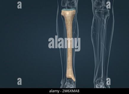 In der menschlichen Anatomie ist die Tibia der zweitgrößte Knochen nach ...