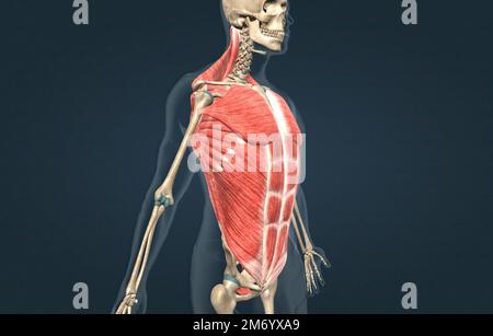 Zu den Muskeln des Rumpfes gehören jene, die die Wirbelsäule bewegen ...