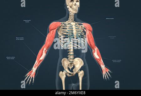 Die Muskeln, die den Unterarm bewegen, befinden sich entlang des ...