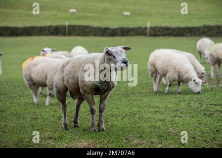 Texel Sheep Up, eine beliebte Rasse für die Fleischproduktion, obwohl ...