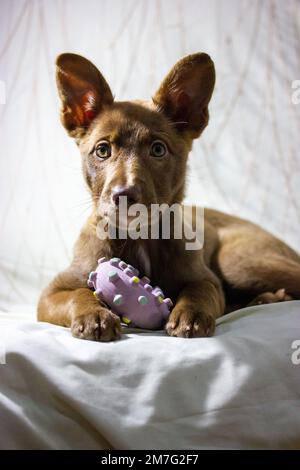 Podenco ibicenco, ibisanischer Windhund-Jagdhund. Porträt eines ...