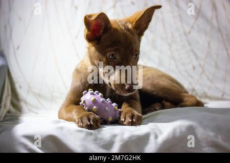Podenco ibicenco, ibisanischer Windhund-Jagdhund. Porträt eines ...