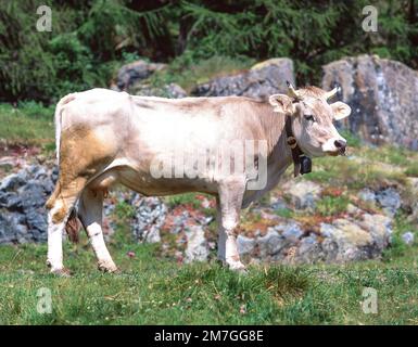 Traditionelle Simmentalkuh mit Kuhglocke, Berner Oberland, Bern ...