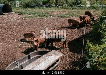 Auf den Codman Community Farms spielt ein Wurf von Schweinen in einem ...