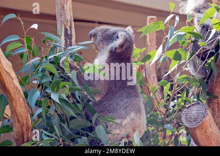 Der Koala hat eine große schwarze Nase, braune Augen, flauschige weiße ...
