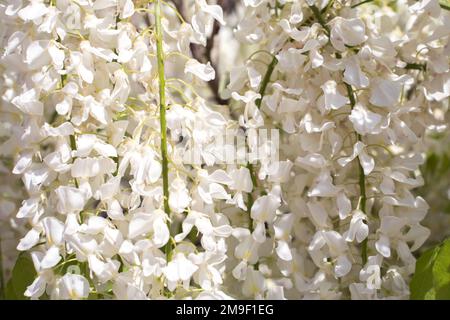 Weiße Acacia Robinier-Blumen. Blühende Robinie, Robinia pseudoacacia ...