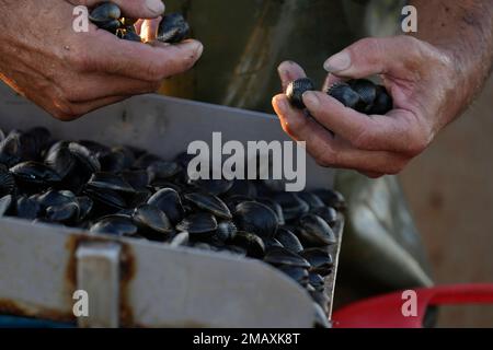 Fisherman Francesco Zago works on a boat in Pila, Italy, on the ...