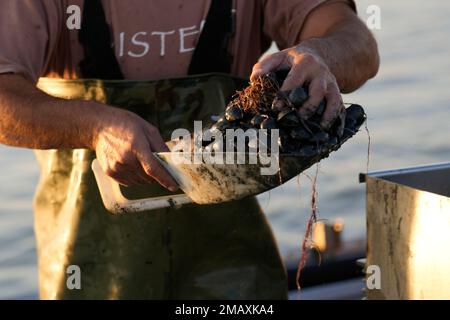 Fisherman Francesco Zago works on a boat in Pila, Italy, on the ...