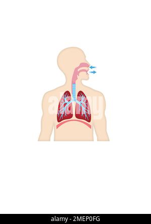 Modell der Lunge und des Zwerchfells Stockfotografie - Alamy