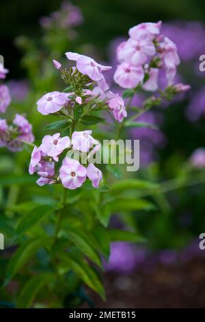 Phlox Paniculata "Rosa Goliath Stockfotografie - Alamy