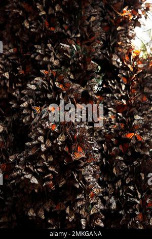 Monarch butterflies cluster in the Amanalco de Becerra sanctuary, on ...